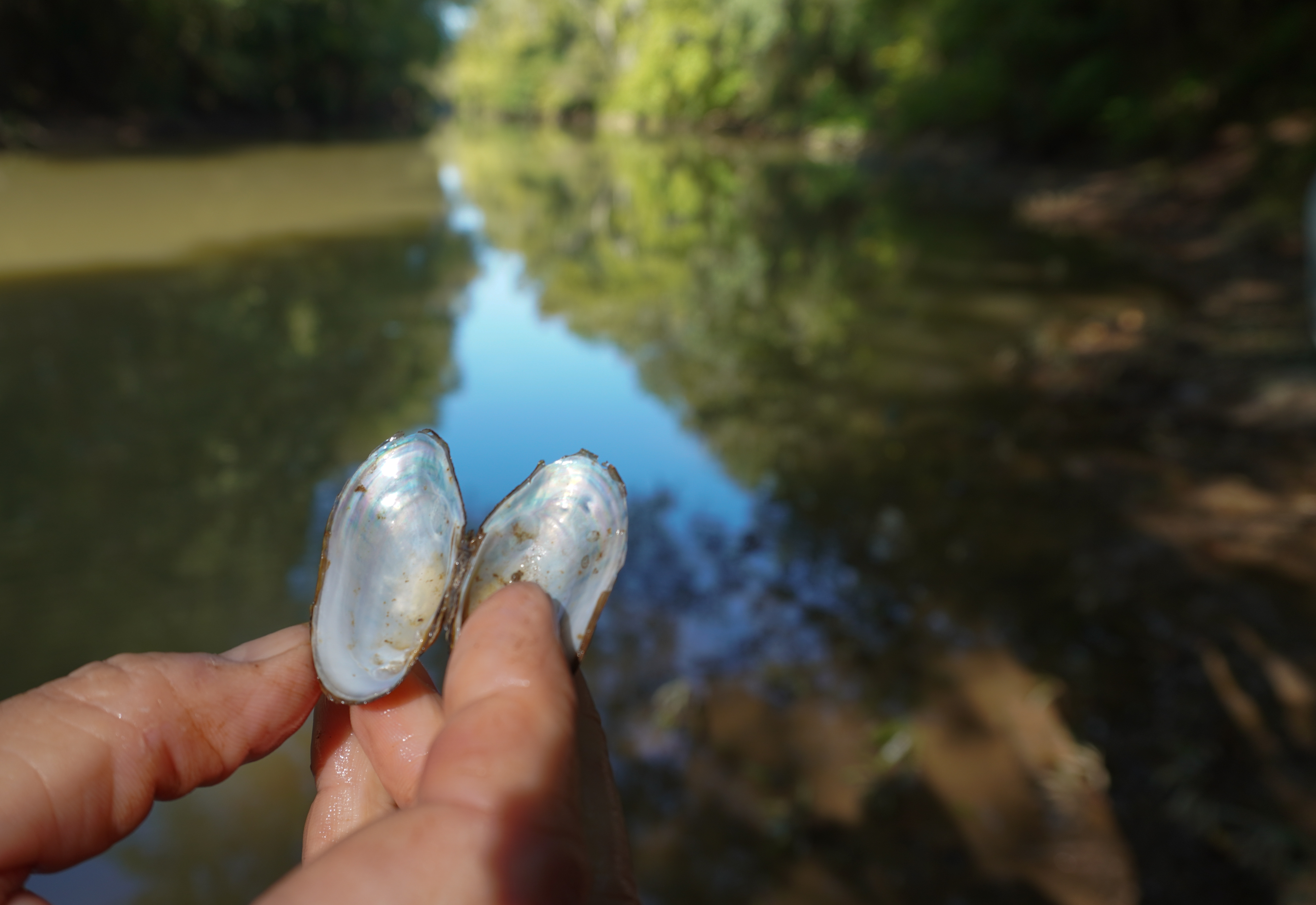 Mussel mass – Southern Science